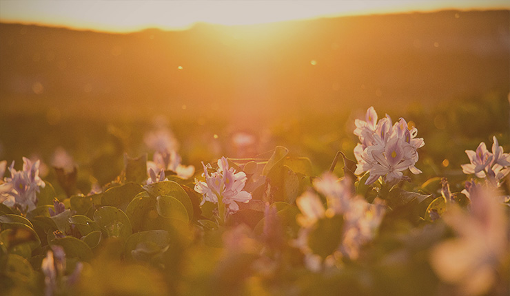 Ecclesiastes for Everyday Life | CCEF Resource