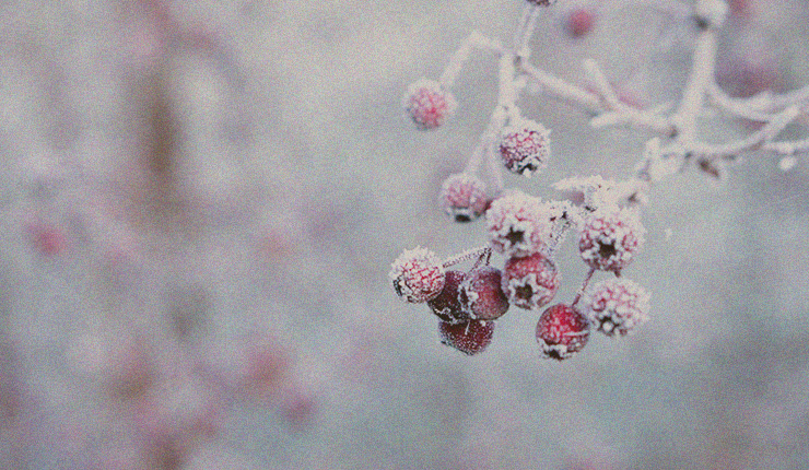 Prayer Needs: Winter 2024 - CCEF