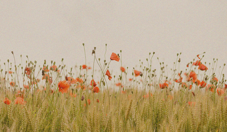 Prayer Needs: Spring 2024 - CCEF