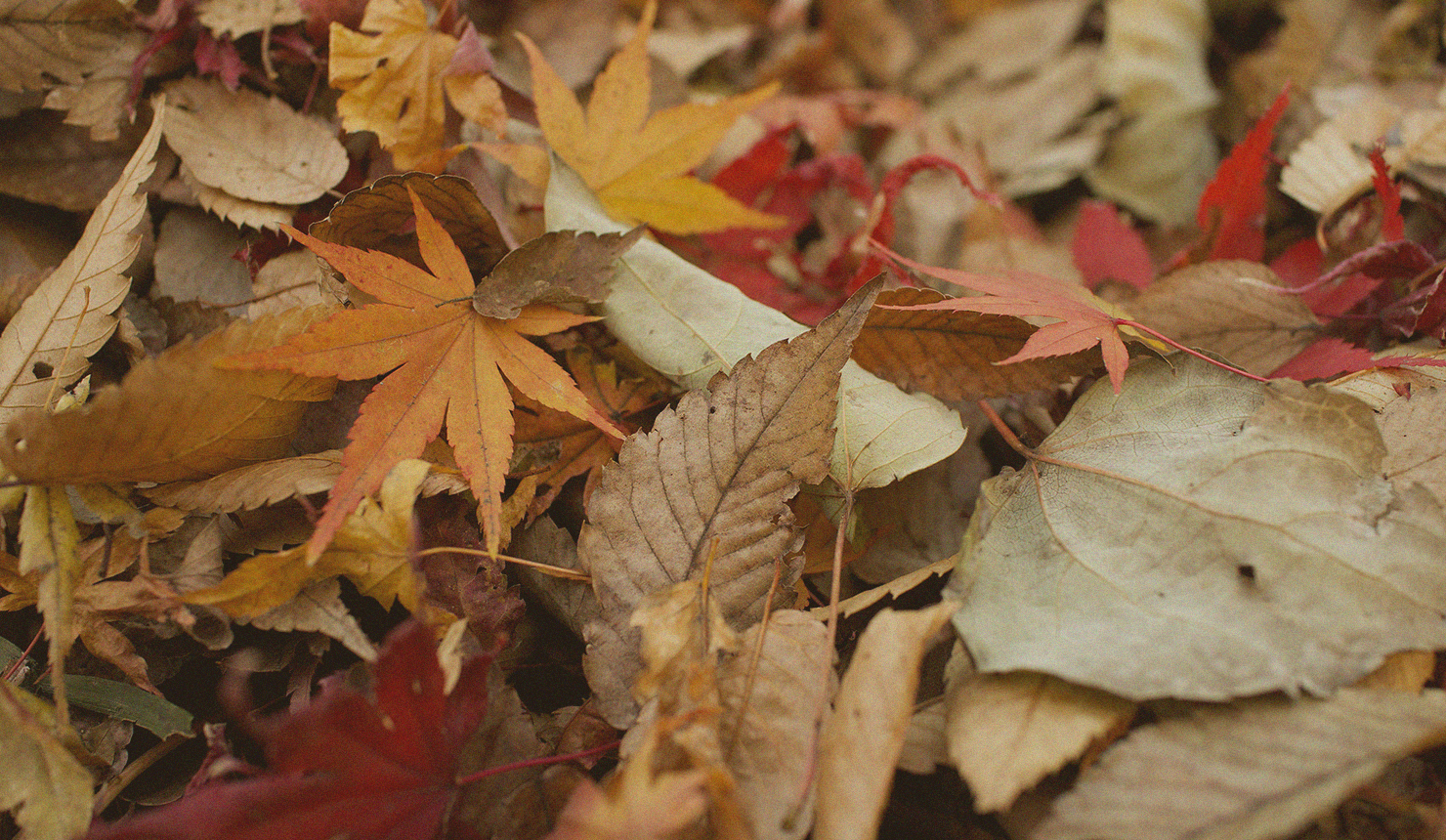 Prayer Needs: Fall 2024 - CCEF