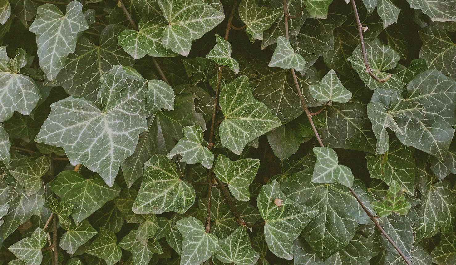 Prayer Needs: Spring 2025 - CCEF